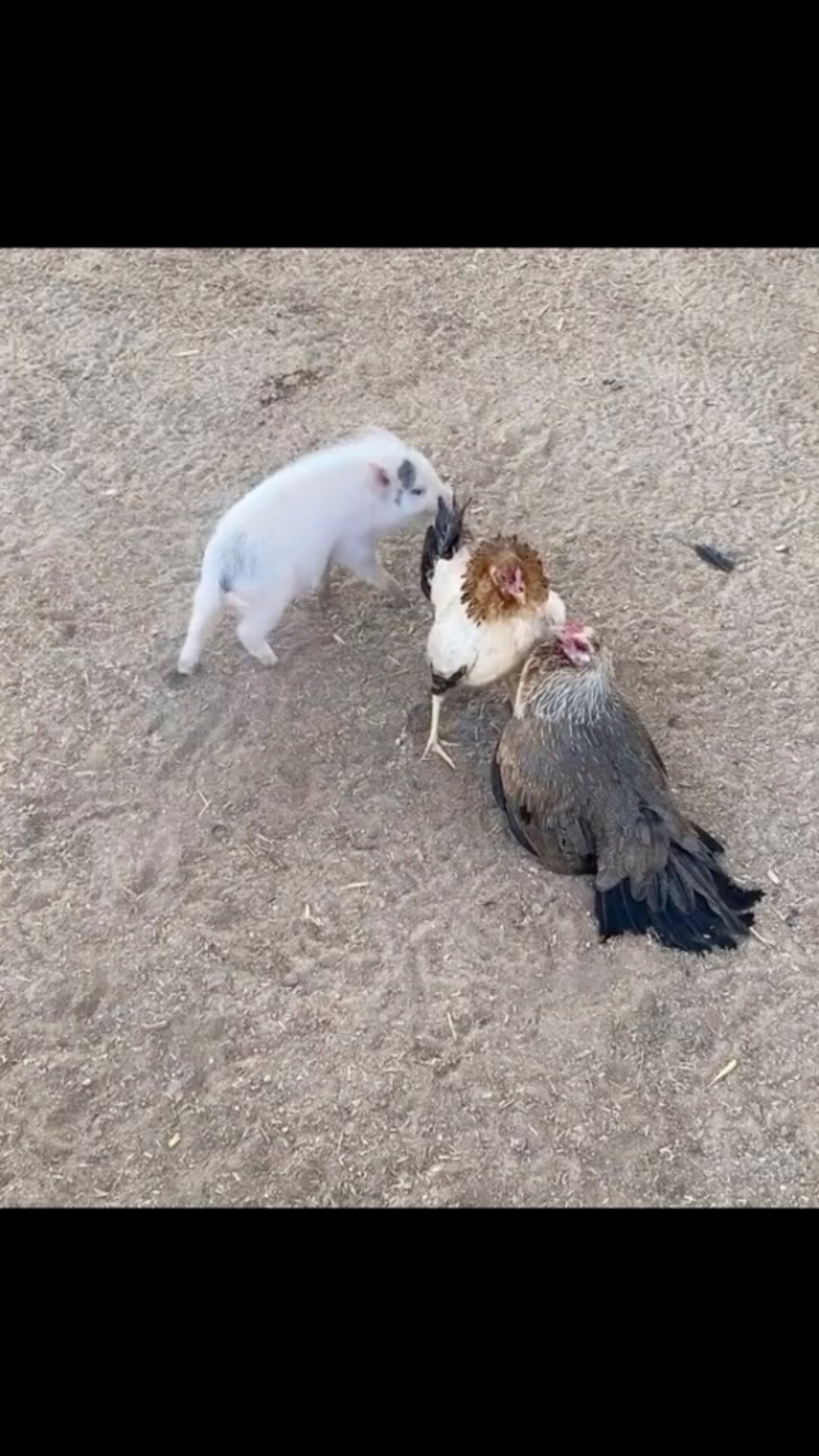 Jack Lee on GETTR : Pig vs Rooster