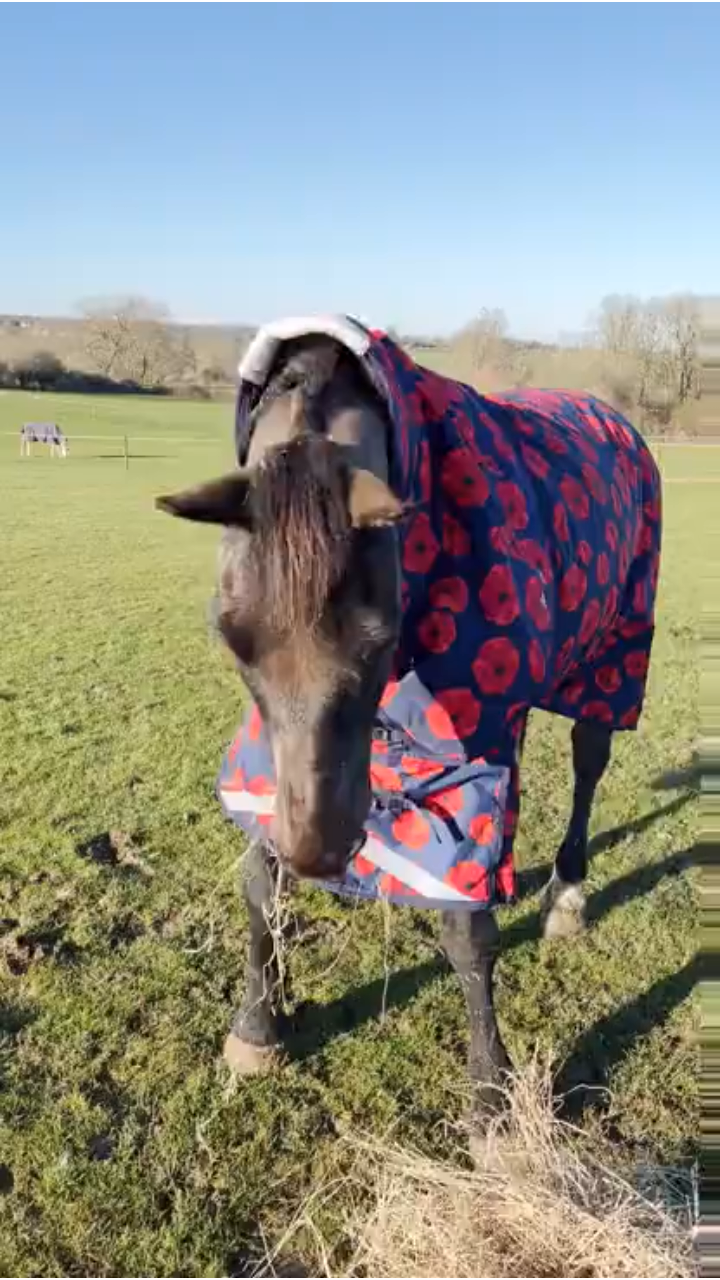 ☦️🦁⚔ 🆃🆁🅴🅱 ⚔🩸 on GETTR : Dobi's Happy Hay Dance