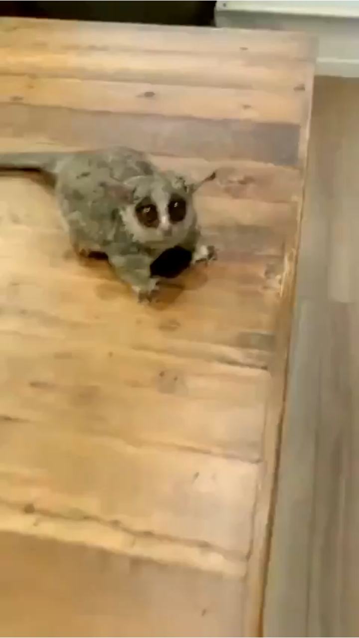 ☦️🦁⚔ 🆃🆁🅴🅱 ⚔🩸 on GETTR: Bush Baby