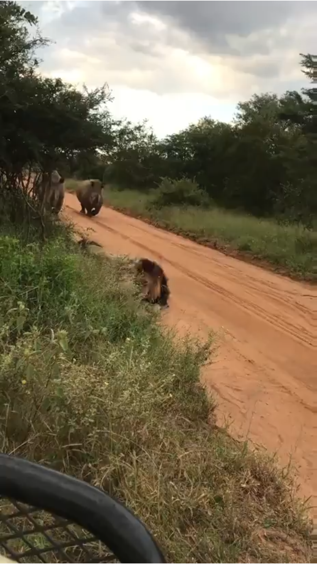 Jack Start on GETTR : King of the jungle - the lion, met the hippo also ...