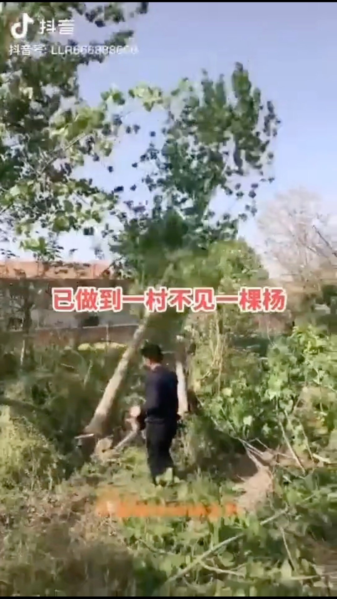 Handong💥 on GETTR: Evil policy of #CCP: No poplar tree can be seen in...