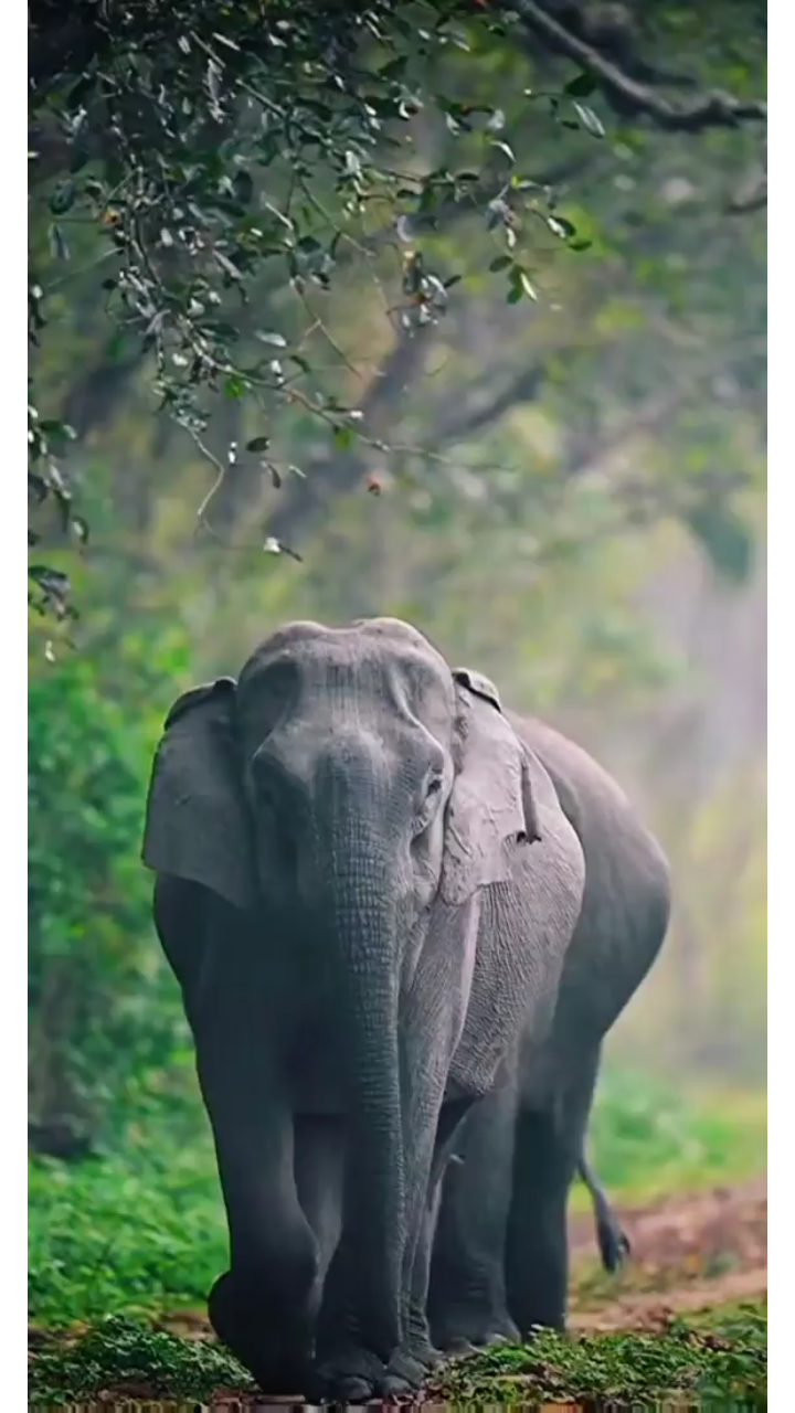 Alejandro A. Balmelli🍀 on GETTR