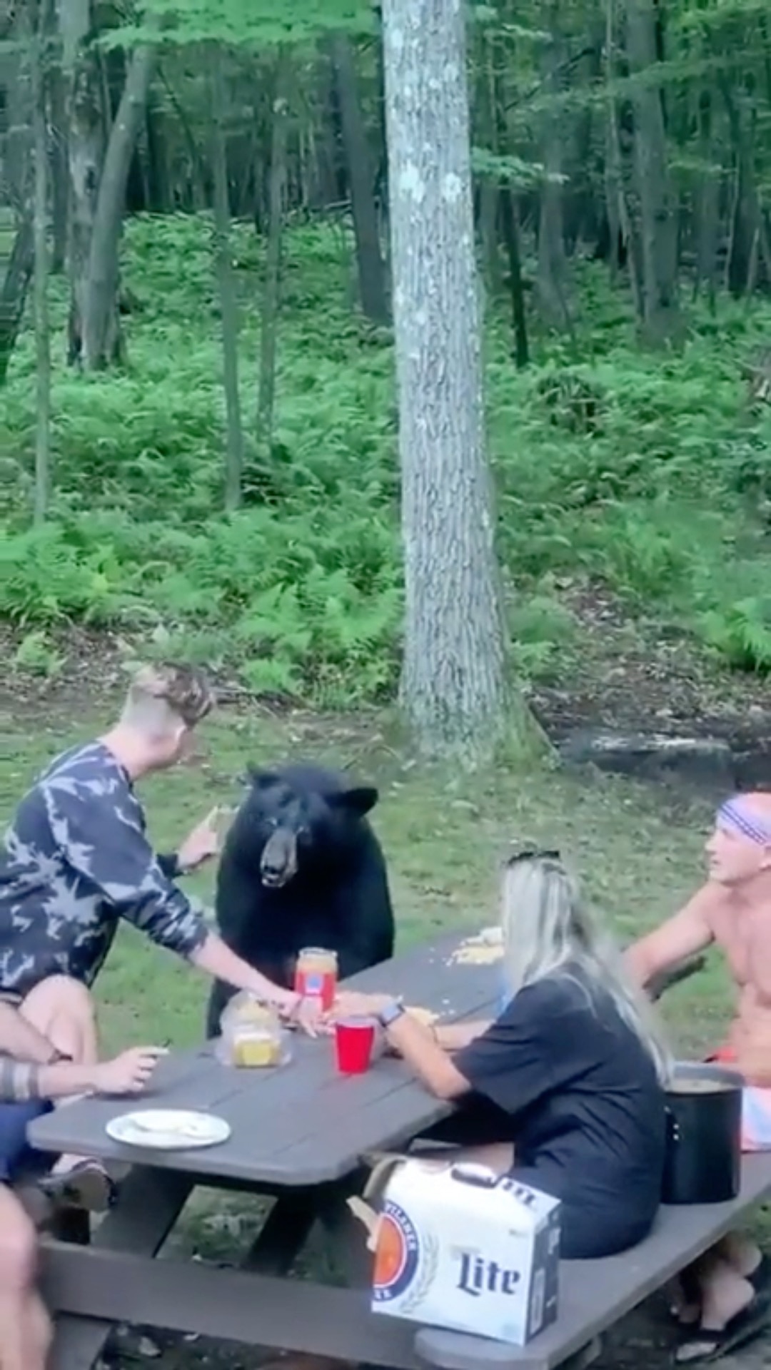 Handong💥 on GETTR : If the bears are unhappy, they are miserable! 😂