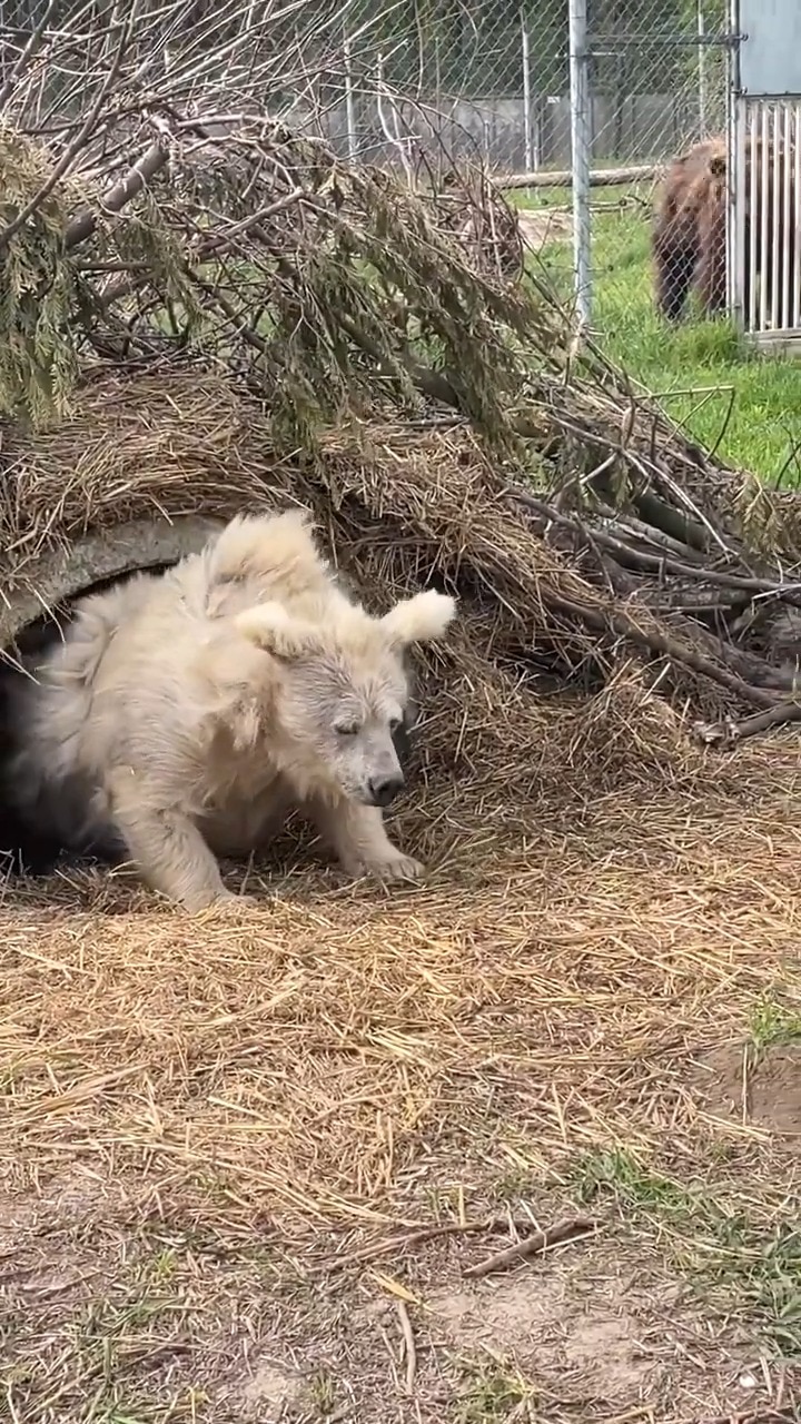 Nicholas (德农惩贼冲锋队) on GETTR : Chada the rescue bear wakes up after a ...