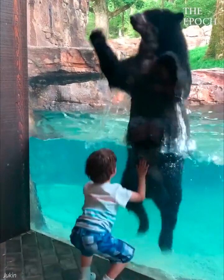 The Corolla Virus™ on GETTR : Bear and Boy Play Together Jump #bears #boys #photography ...