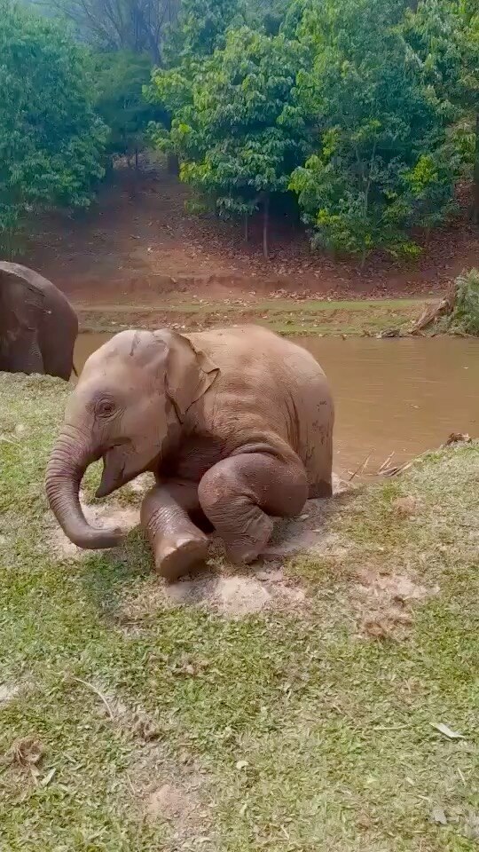 Animals World on GETTR: Little guy