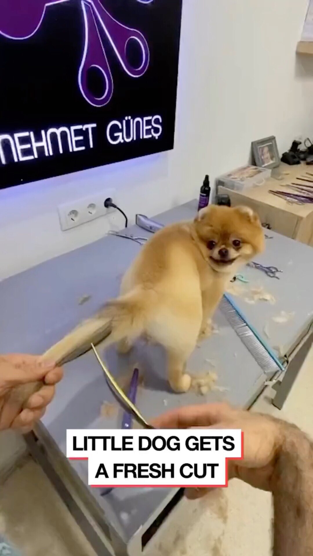 ticosmpls ️🇺🇸 on GETTR : Cuteness overload here watching this dog ...