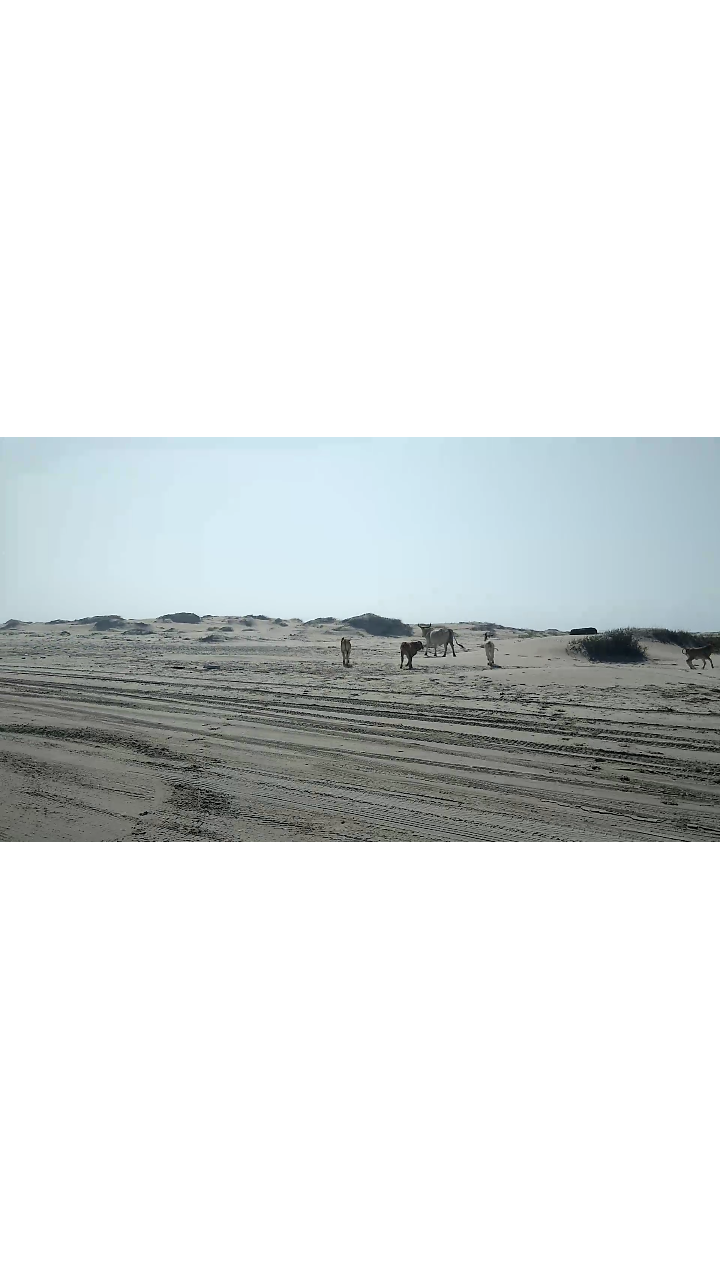 The Corolla Virus™ on GETTR : Hurd of Cattle on The Beach ⛱️ ...