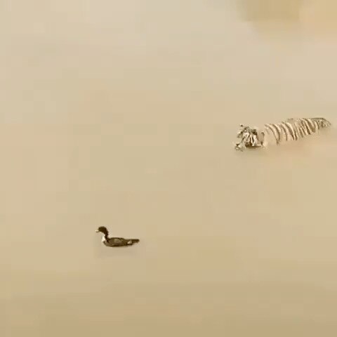 Amazing on GETTR : Duck vs Tiger 🦆🐯