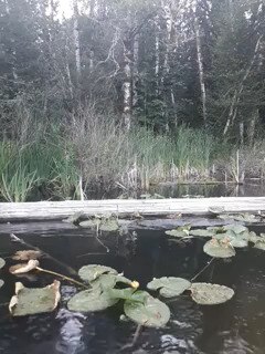 The Corolla Virus™ on GETTR : Weekend Life