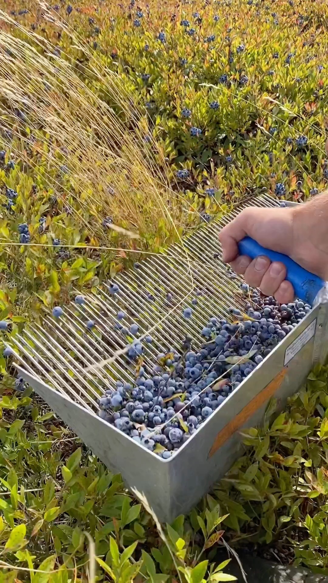 TechView on GETTR: Organic wild blueberry fields aren’t always perfec...