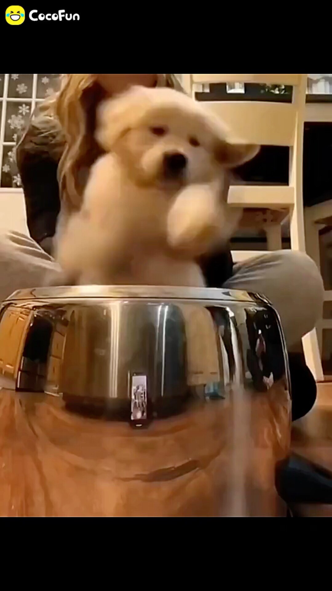 Rican305 on GETTR : DOGS being CUTE 🥰 😂