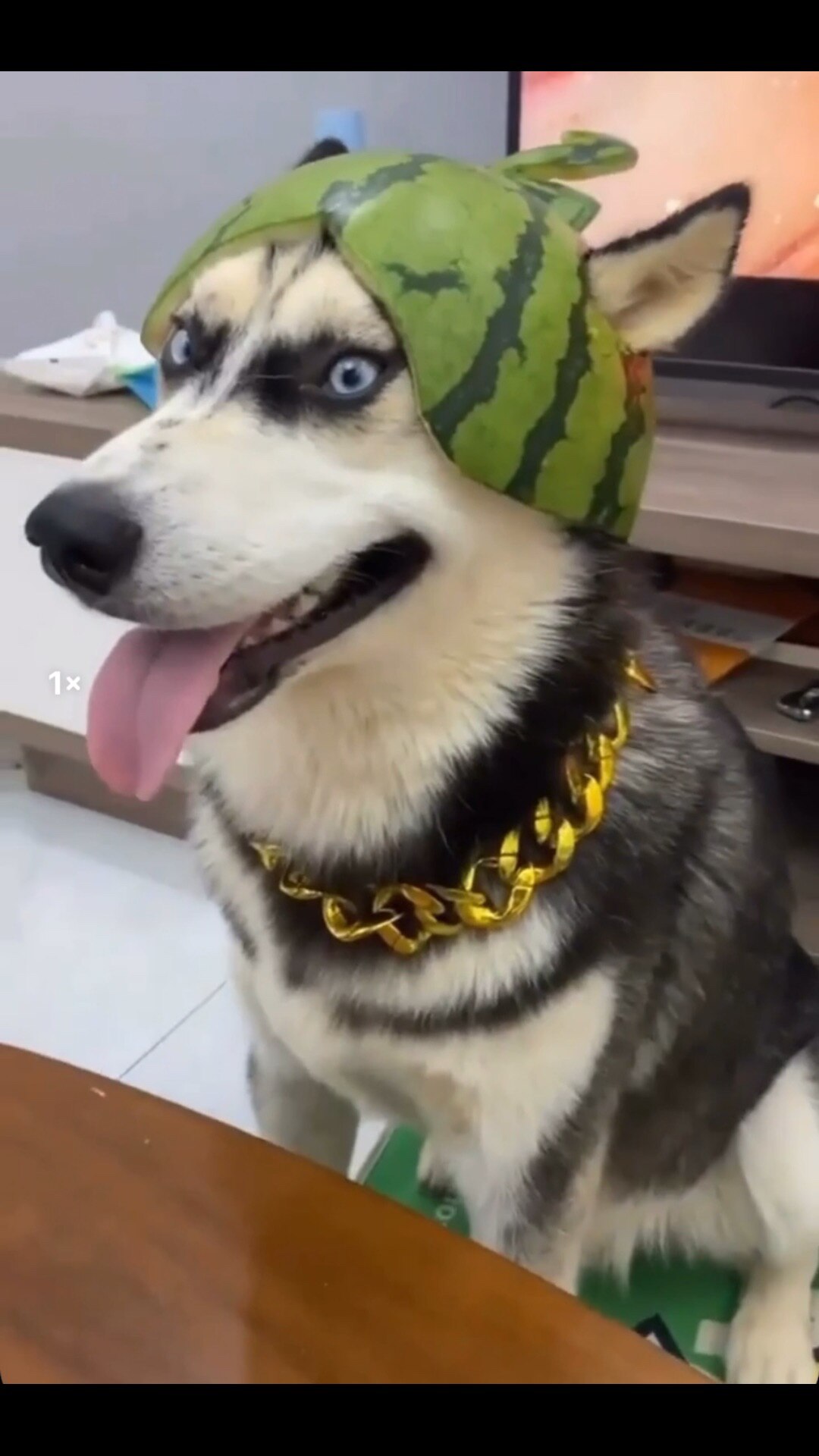 飘雪199 on GETTR : It is more satisfied with this hat 🤣