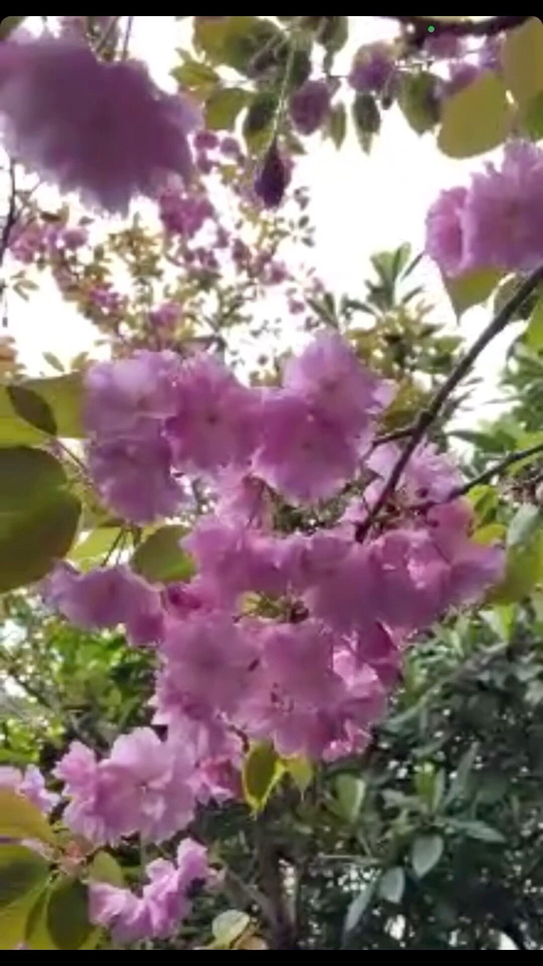 Lena on GETTR : Fresh cherry blossom 🌸 😊