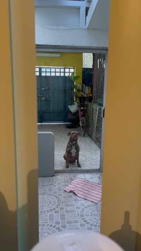Pets Planet 🔥🔥🔥 on GETTR : Pouting Pitbull Makes a Funny Face #funnydog ...